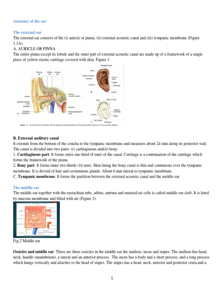Physics of Hearing The Lecture 2023 | Download Free PDF | Ear | Sound