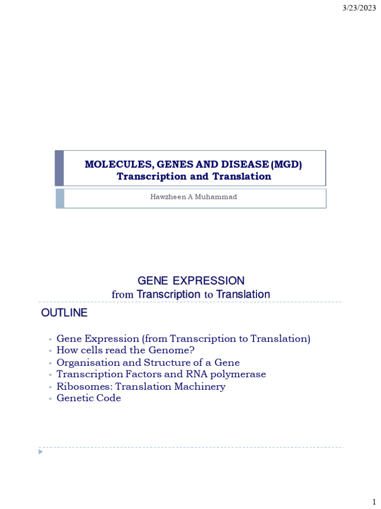 MGD - Transcription & Translation | PDF | Gene | Rna