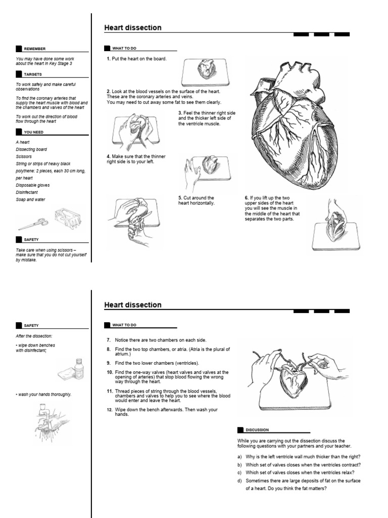 Heart Dissection Worksheet | Download Free PDF | Heart | Vein