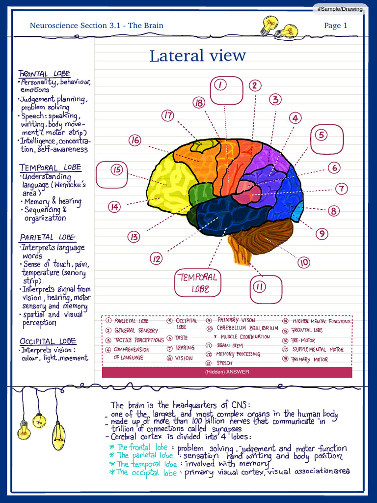 Study Notes | PDF | Neurology | Biology