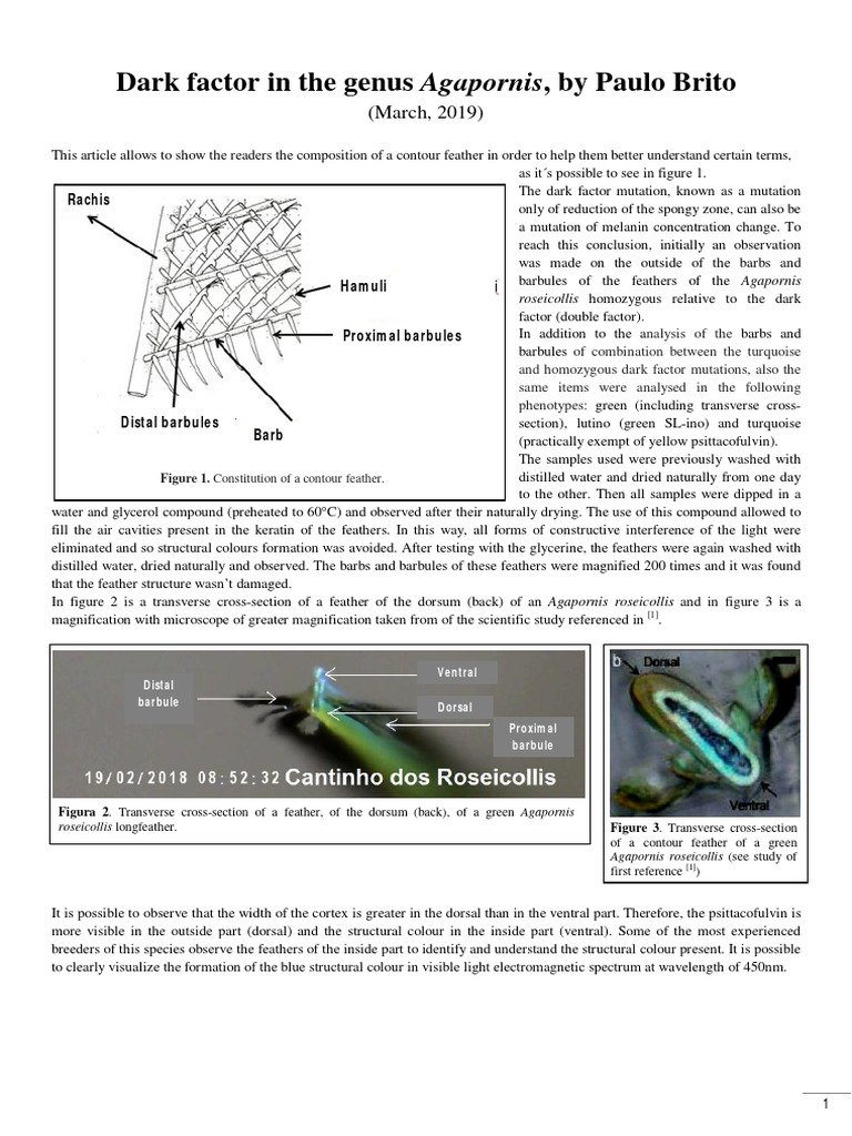 Dark Factor Mutation in Agapornis Feathers | PDF | Feather | Color