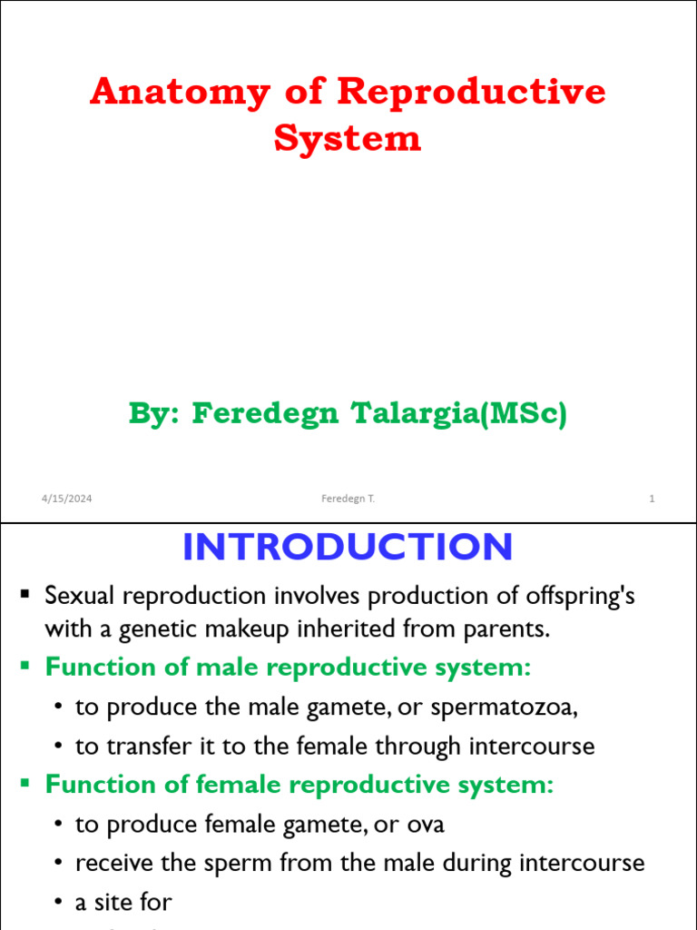 Anatomy of Reproductive System | PDF | Pelvis | Testicle