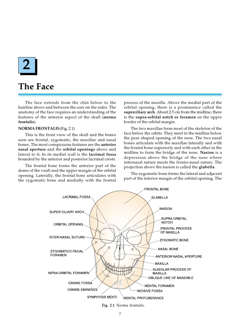 The Face: Superciliary Arch Frontalis Norma Frontalis | PDF | Primate ...