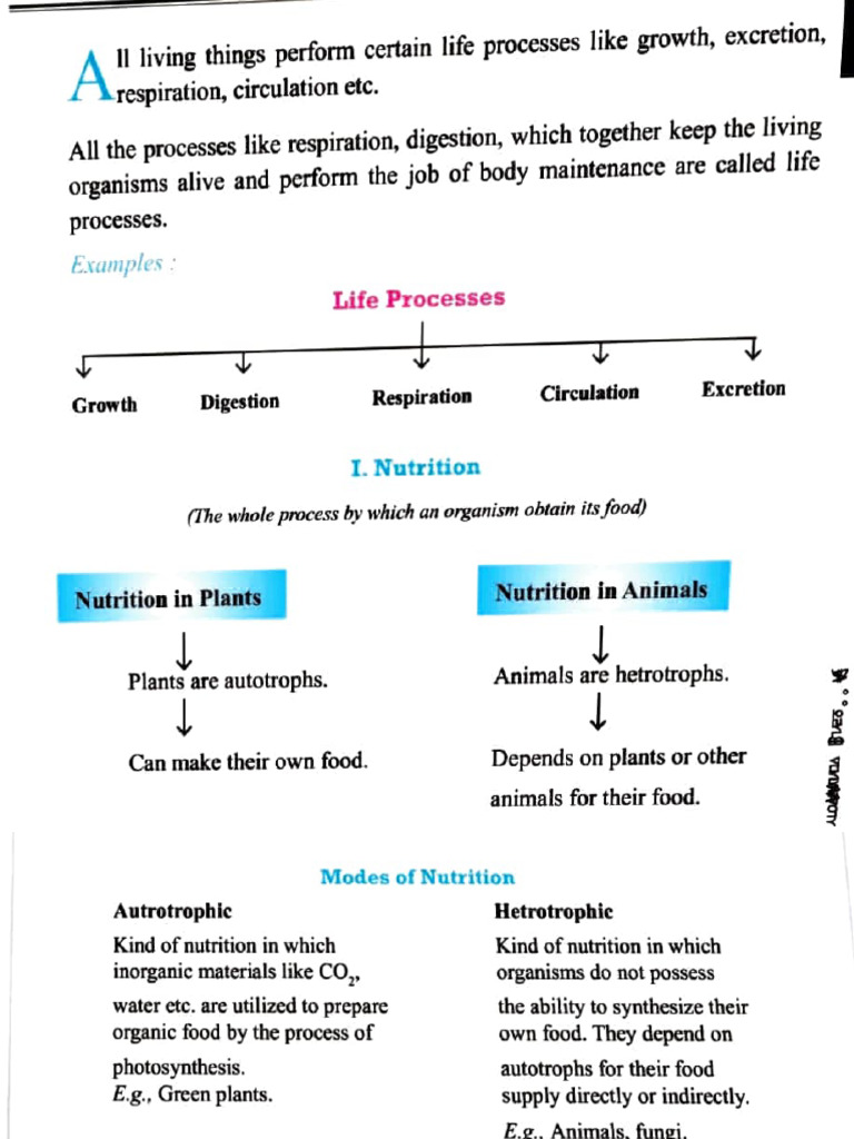 Life Processes | PDF | Anatomy | Biology
