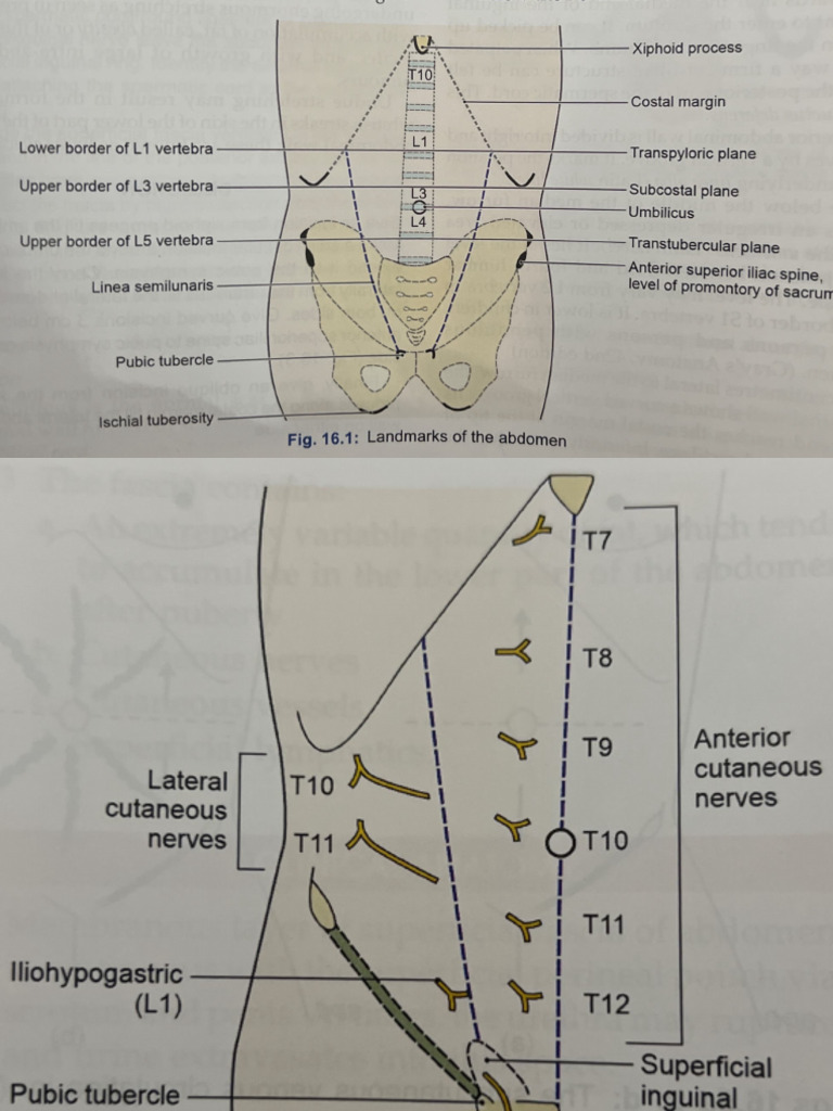 Abdomen Pdf