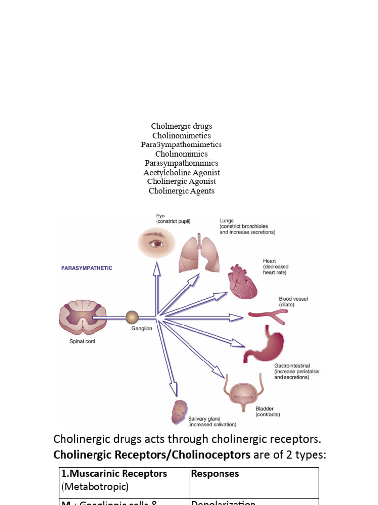 Acetylcholine - Adrenergic | PDF | Acetylcholine