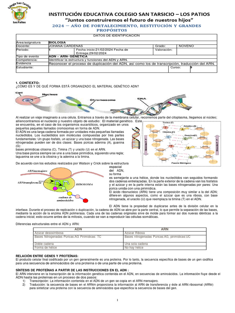 Guia Ciencias Grado 9 Adn Arn | Descargar gratis PDF | Rna | Adn