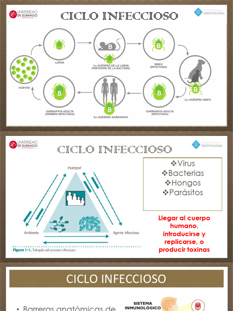 Ciclo Infeccioso | PDF | Infección | Virus