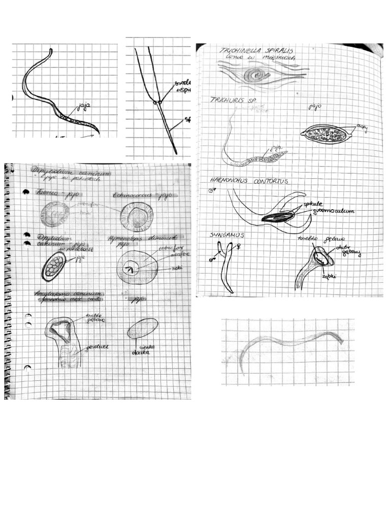 Robaki | PDF