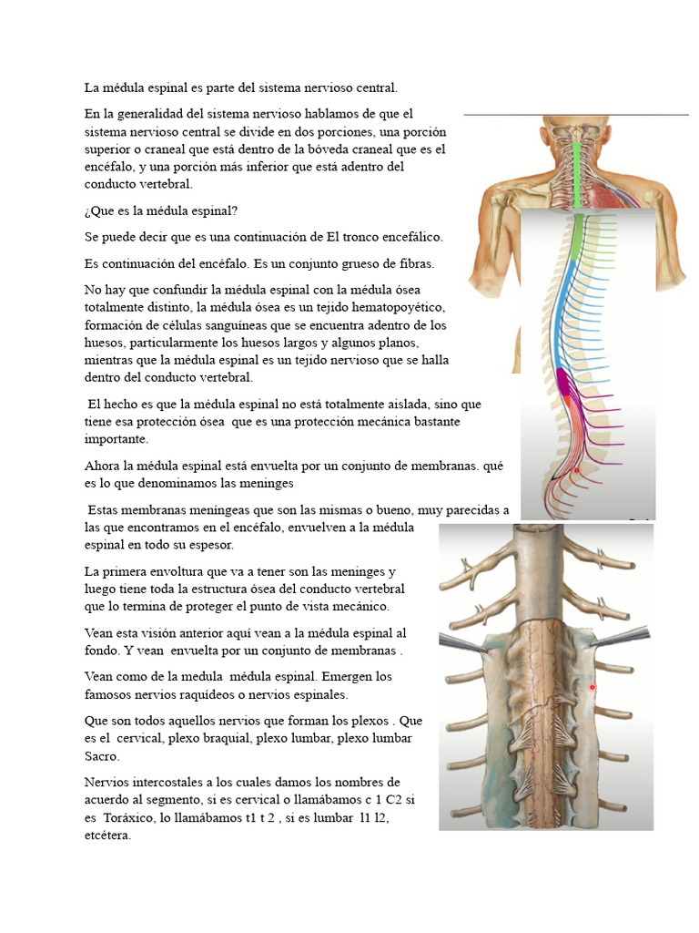 Expo Medula Espinal Configuracion Interna y Externa (Autoguardado ...