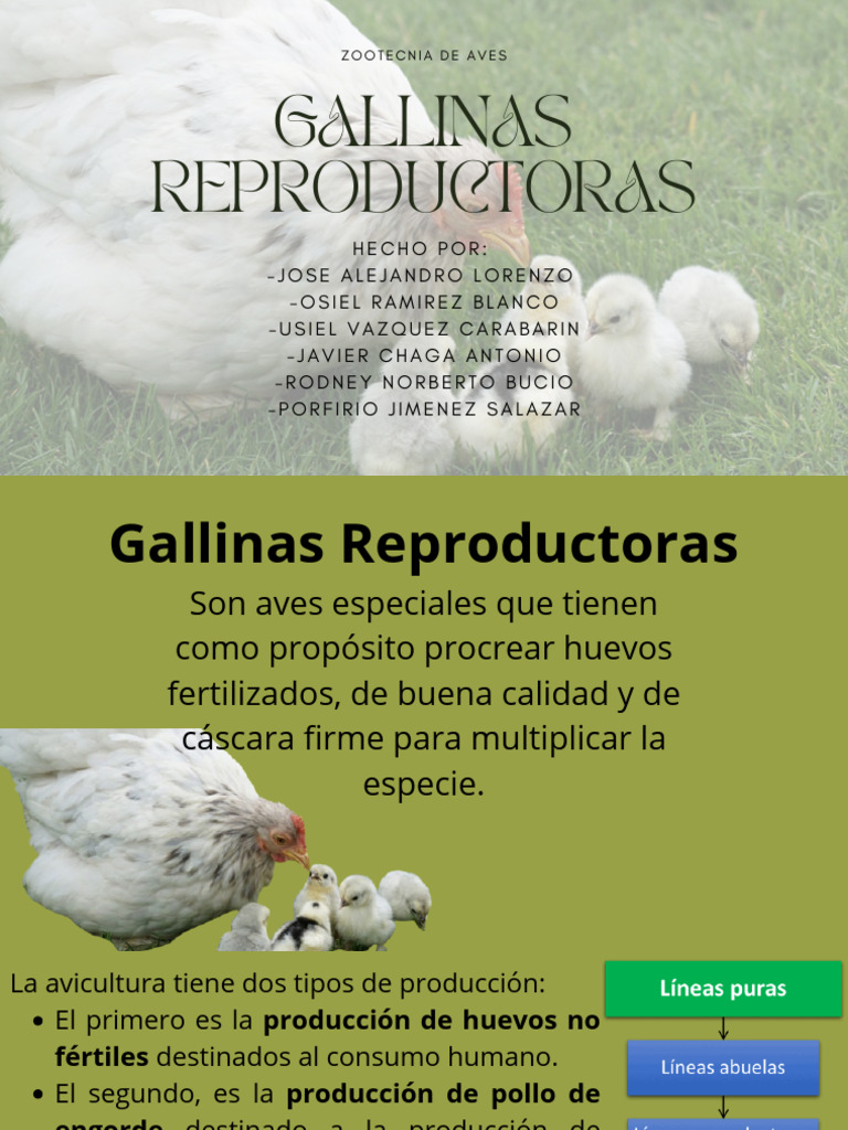 Gallinas Reproductoras - EQUIPO 3 | PDF | Pollo | Huevo