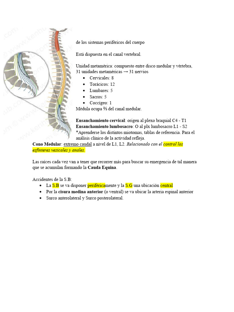 7 Medula Espinal | PDF | Médula espinal | Cerebelo