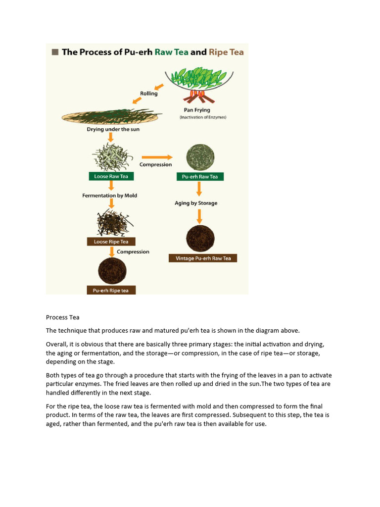 Pu'erh Tea Processing Stages Explained | PDF | Tea