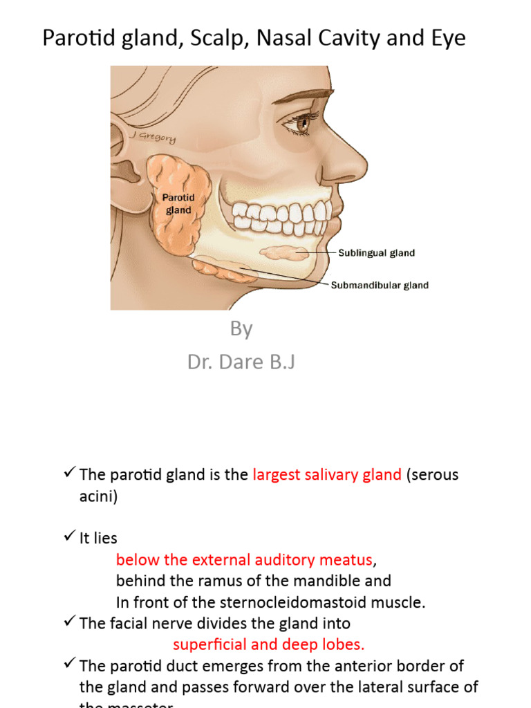 H.N P.gland, Scalp, Fossa, Tongue 3 | PDF | Human Nose | Human Eye