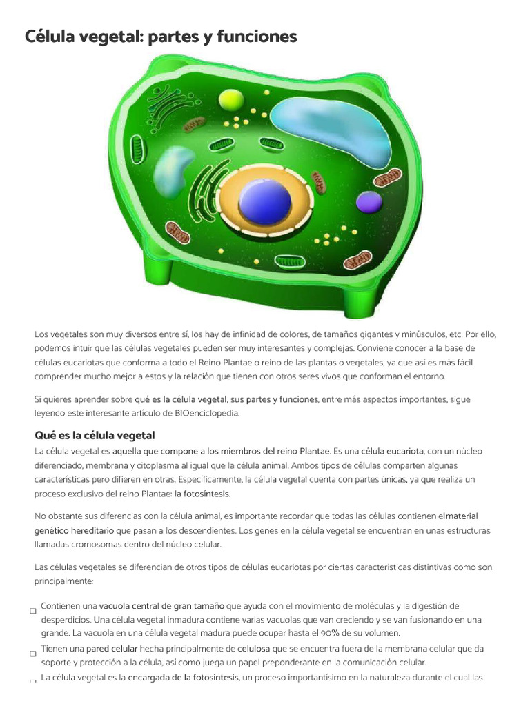 Célula Vegetal - Partes y Funciones | PDF | Biología Celular) | Plantas