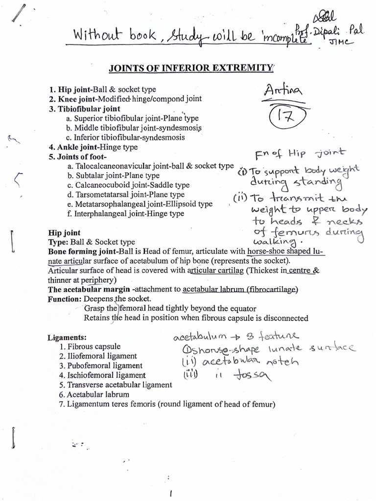 Joints of Inferior Extremities Sheet - GG | PDF
