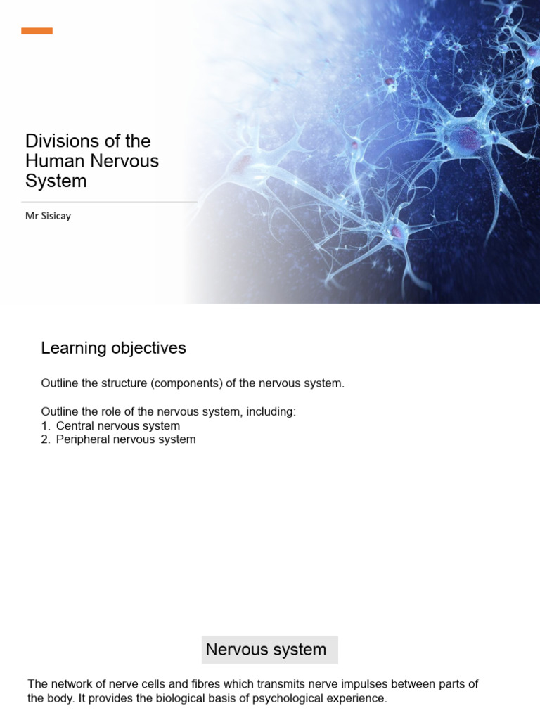 Overview of Human Nervous System Divisions | PDF | Nervous System | Nerve