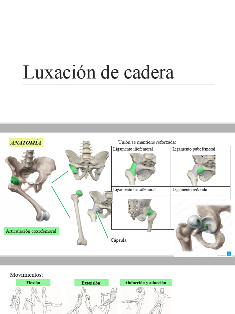 Luxación de Cadera | Descargar gratis PDF | Rodilla | Enfermedades y ...