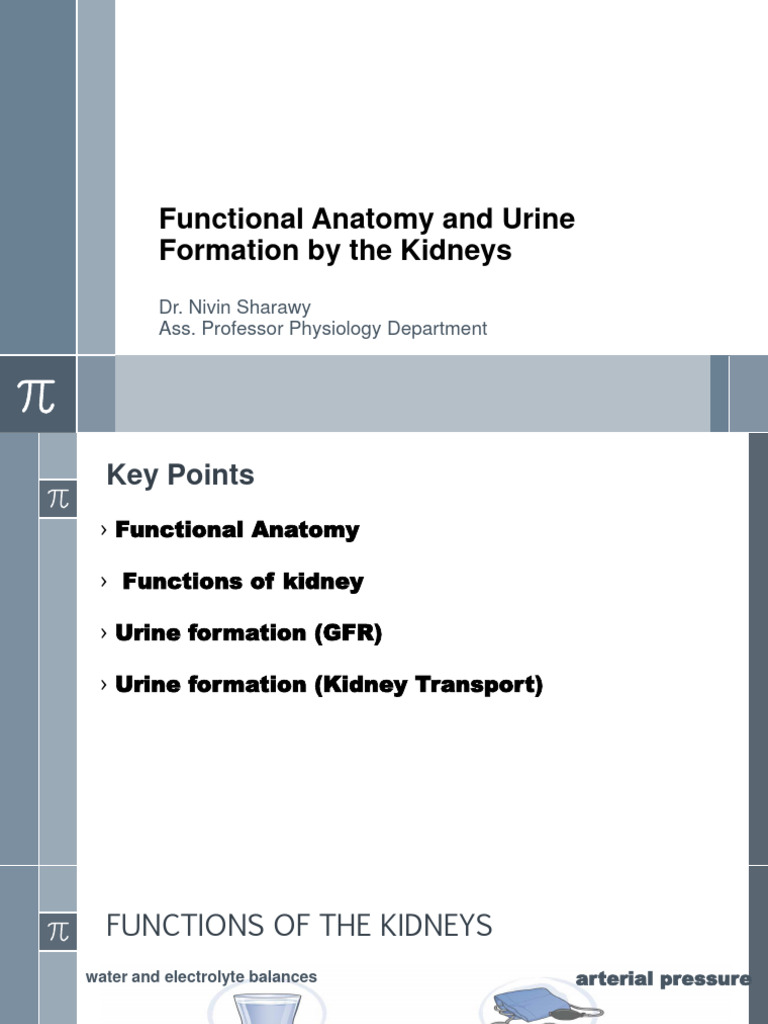 Kidney Function | PDF | Kidney | Urinary System