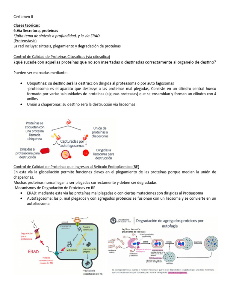 Certamen II Bio Cel | PDF | Retículo endoplásmico | Lisosoma