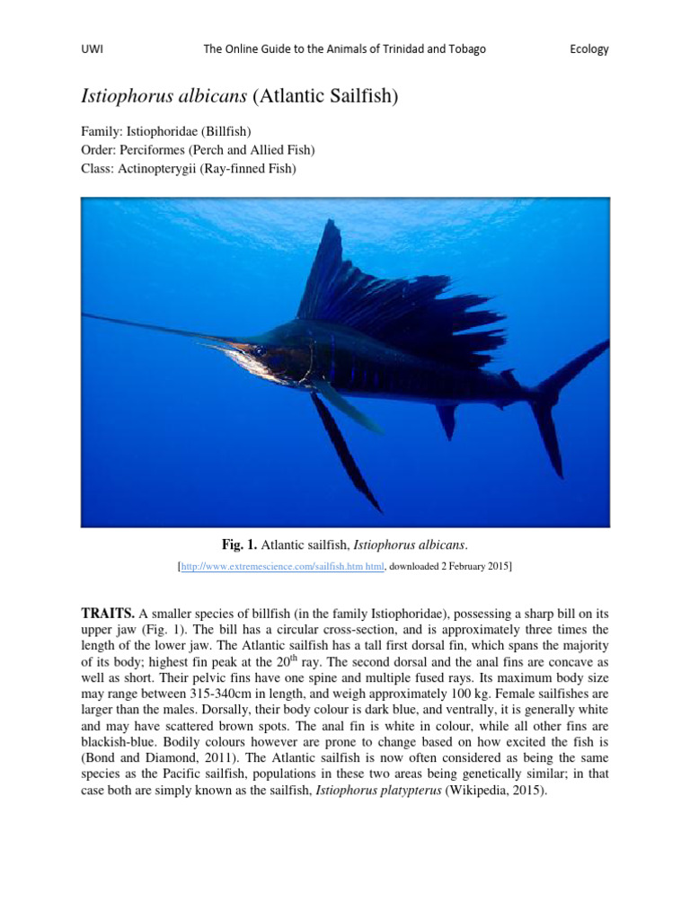 Istiophorus - Albicans - Atlantic Sailfish | Download Free PDF | Predation | Fish