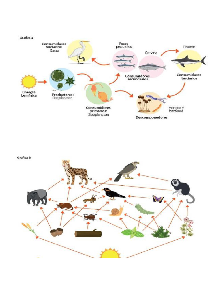 6° Redes Tróficas Imagen | PDF