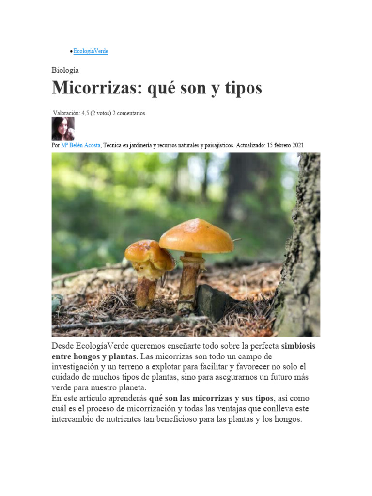 Tipos de micorrizas y sus beneficios | PDF | Hongo | Plantas