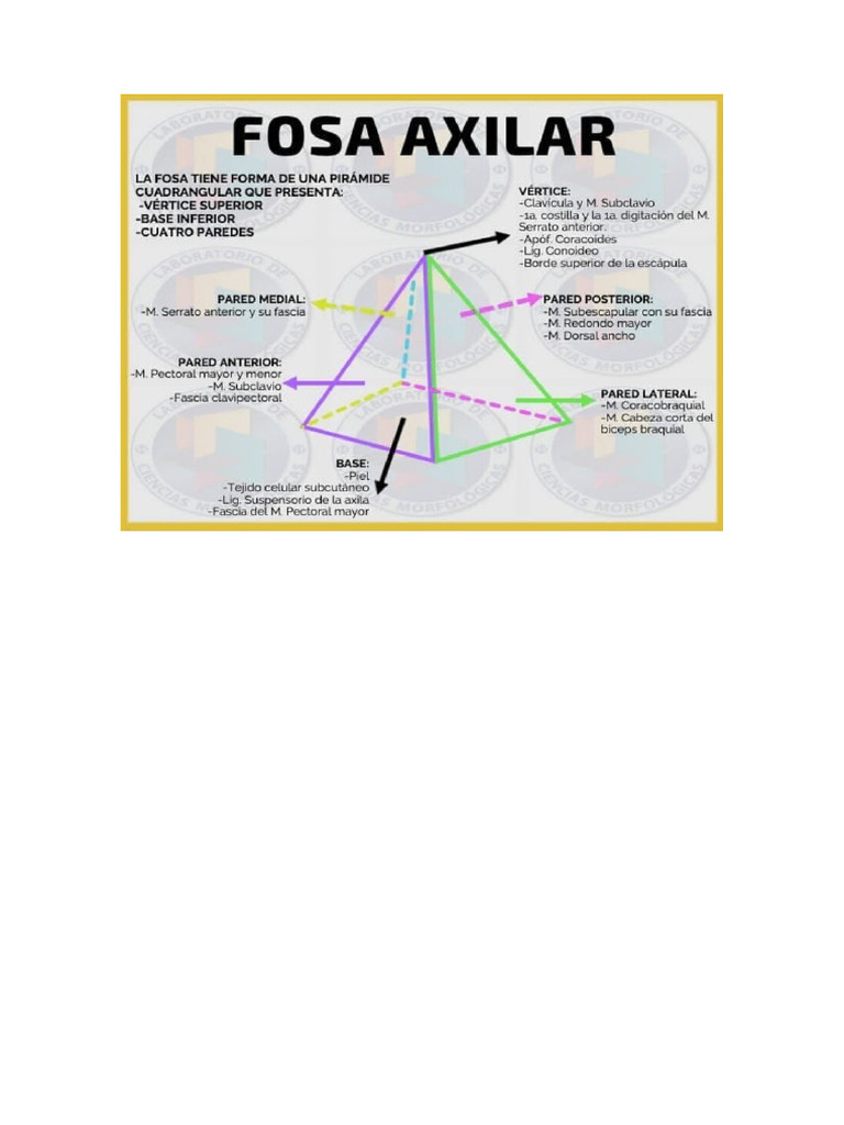 Fosa Axilar Limites | PDF