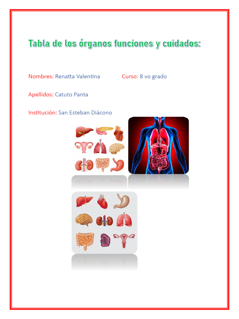 Tabla de Los Órganos Funciones y Cuidados | Descargar gratis PDF ...