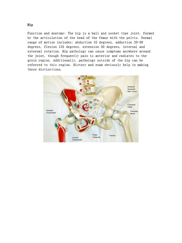 Hip | PDF