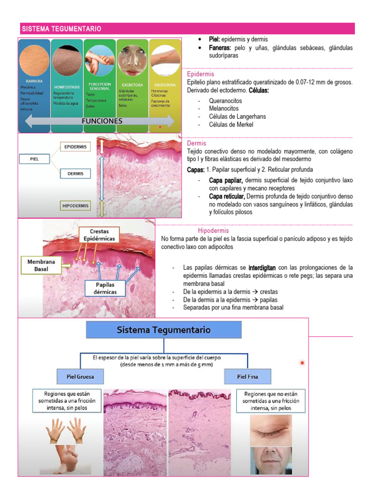 Sistema Tegumentario | PDF | Sistema tegumentario | Epidermis