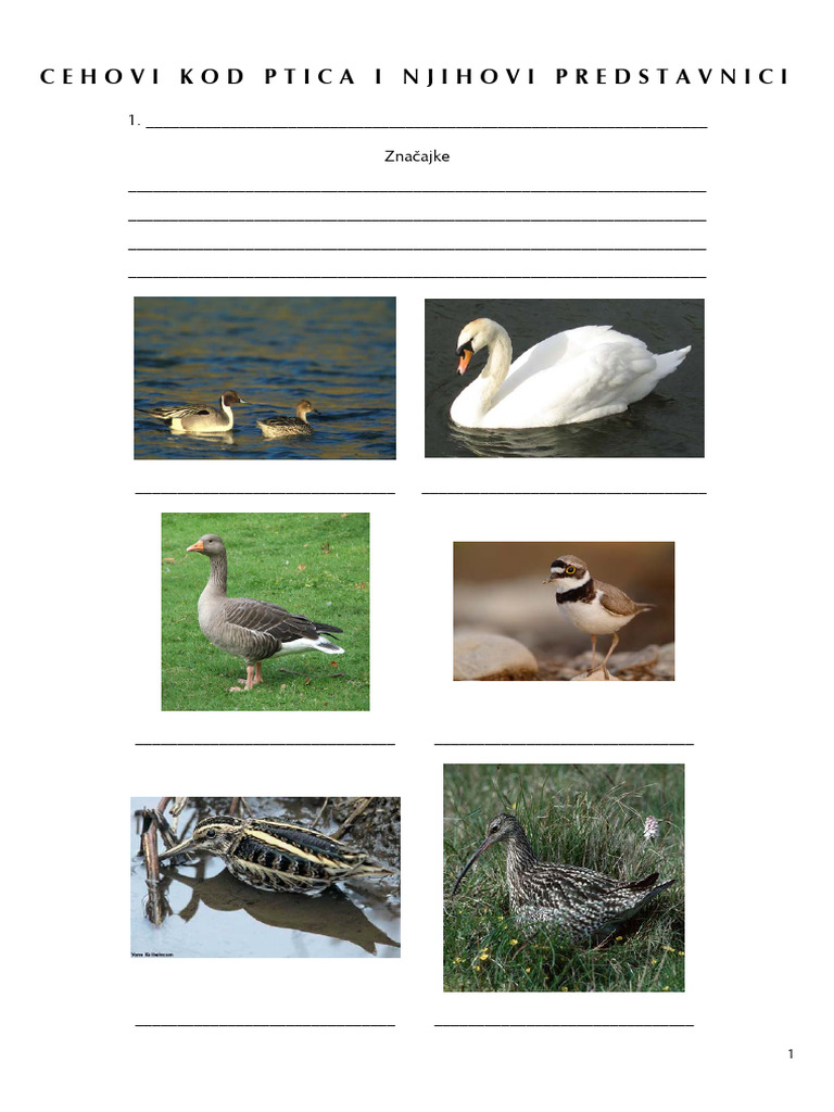 5 Cehovi Kod Ptica | PDF