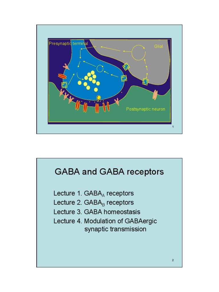GABA and GABA Receptors | PDF