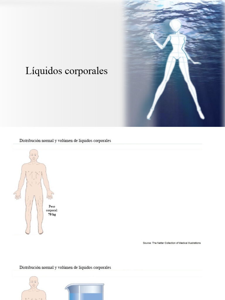 Liquidos Corporales Pdf Angiotensina Sistema Endocrino