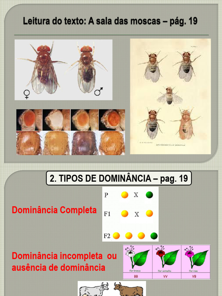 2 Tipos de Dominancia | Download grátis PDF | Alelo | Dominância (genética)