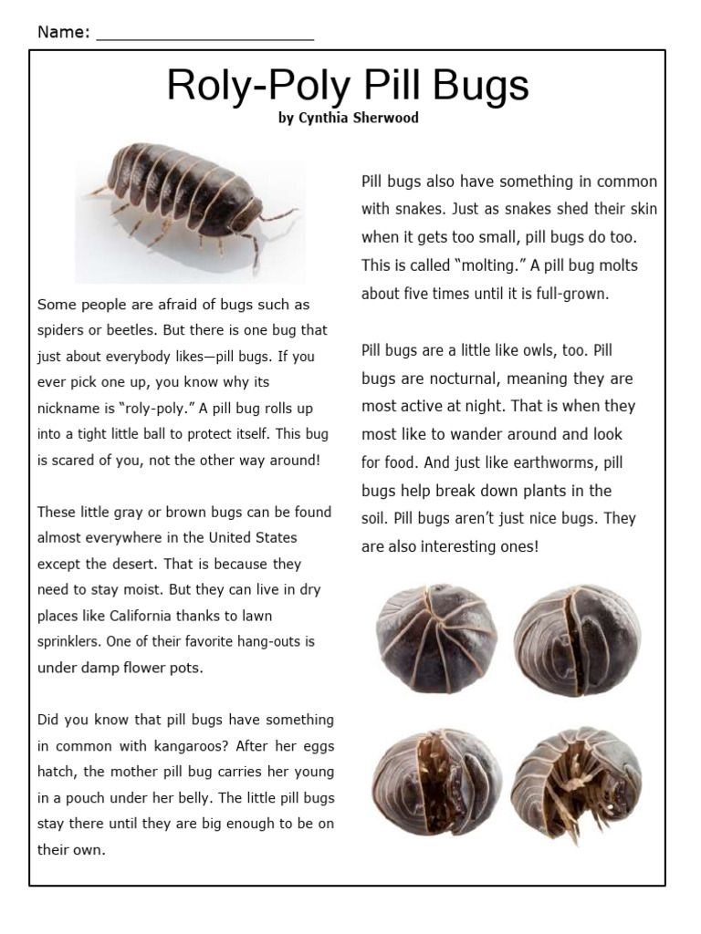 Roly-Poly Pill Bugs Reading Comprehension Year 4 22 April 2022 | PDF ...
