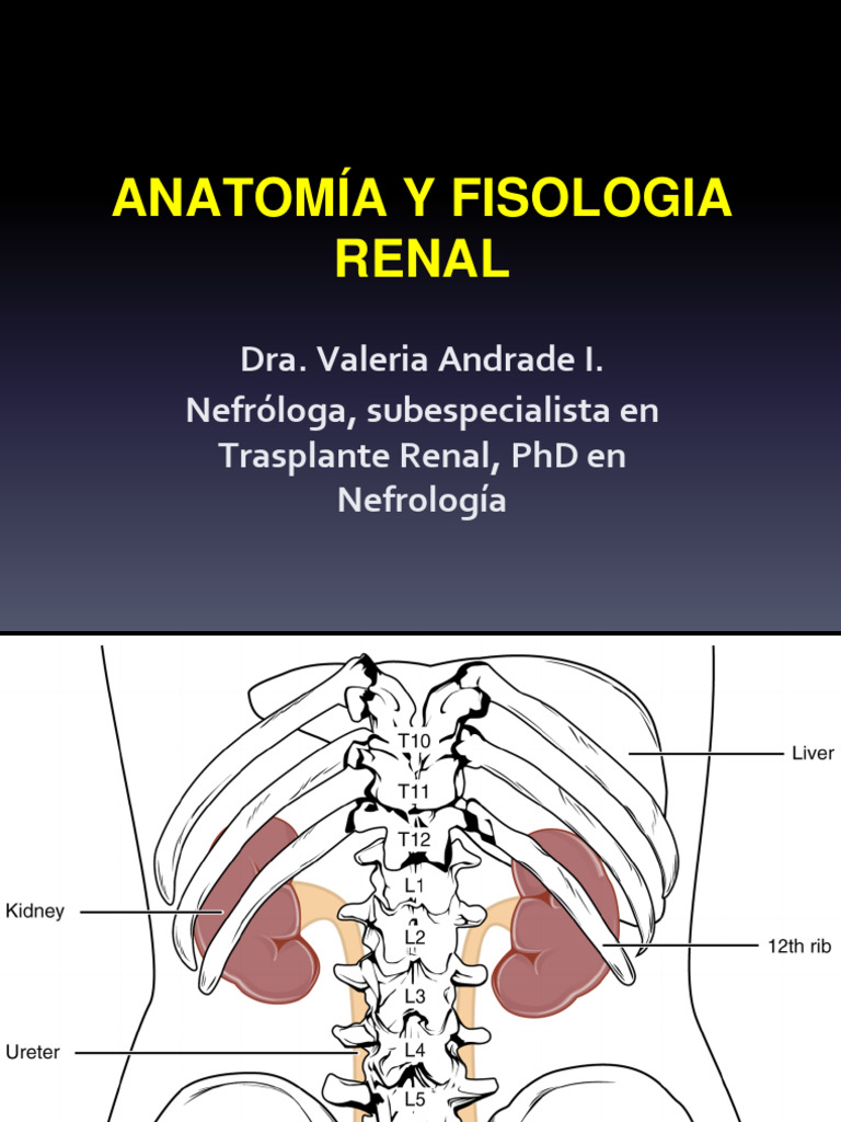 Materia Interciclo Nefro 2024 | PDF | Riñón | Medicina CLINICA