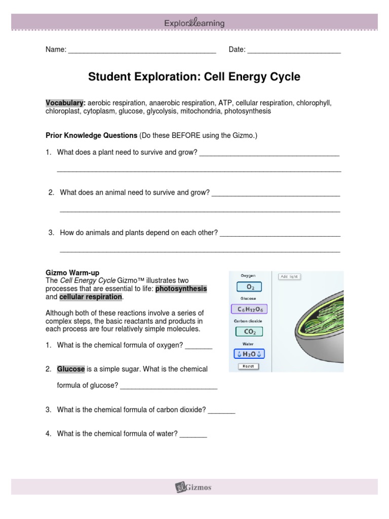 Student Exploration: Cell Energy Cycle | Download Free PDF | Cellular ...