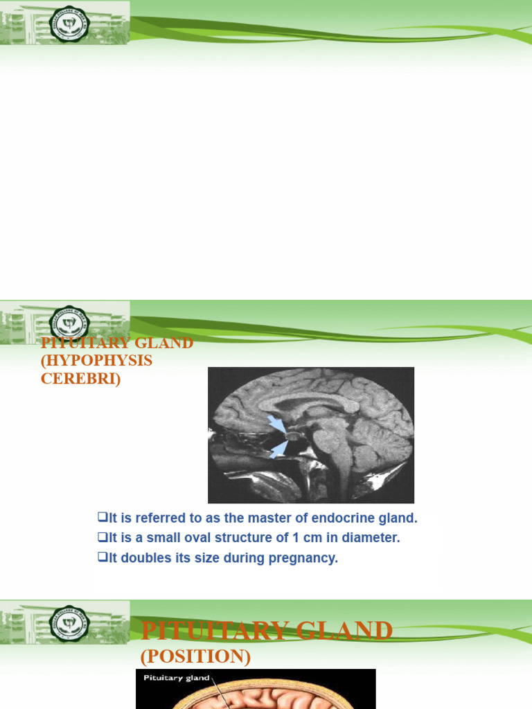 The Pituitary Gland Structure Vasculature Teachmeanatomy