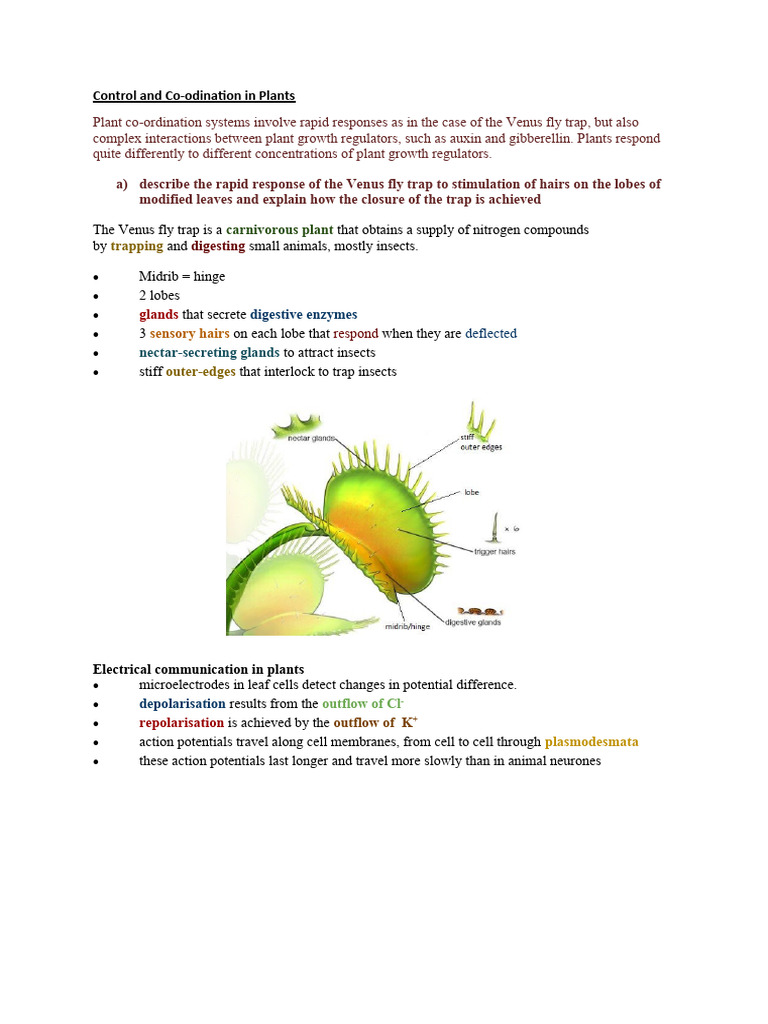 Control and Coordination in Plants Notes | PDF | Auxin | Cell (Biology)
