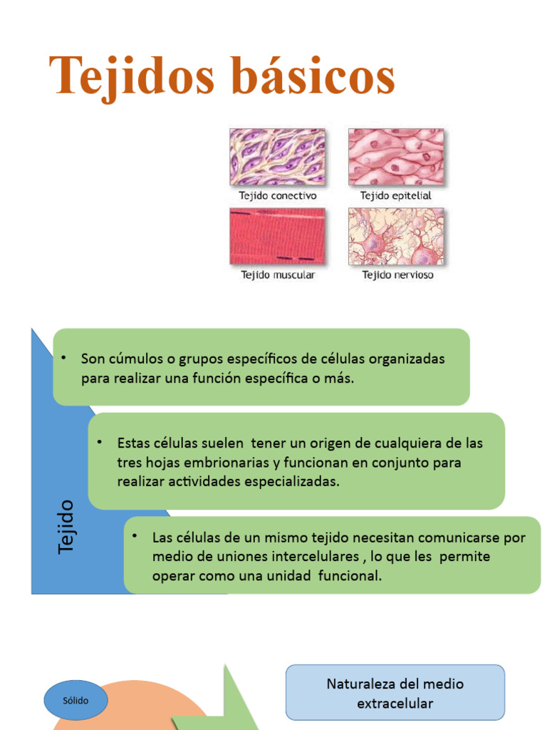 Tejidos Básicos | PDF | Epitelio | Sistema nervioso