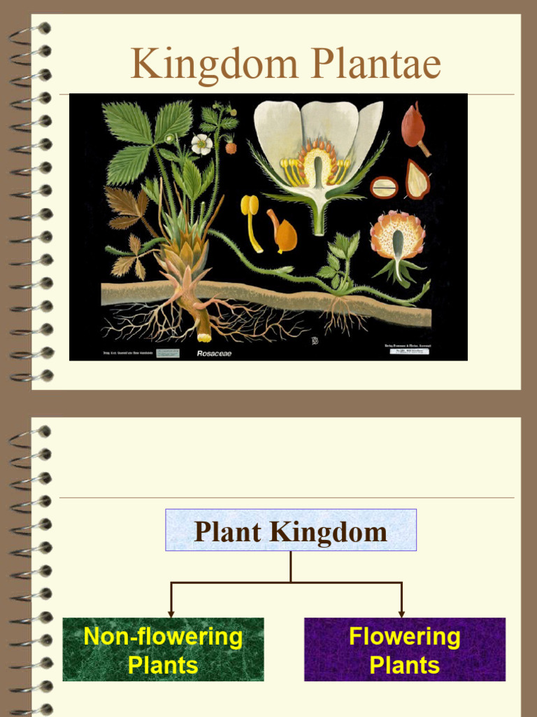 Classification of Plants 2nd Powerpoint | PDF