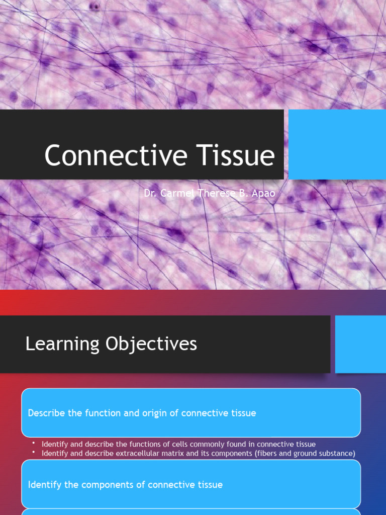 Connective Tissue | PDF | Connective Tissue | Extracellular Matrix