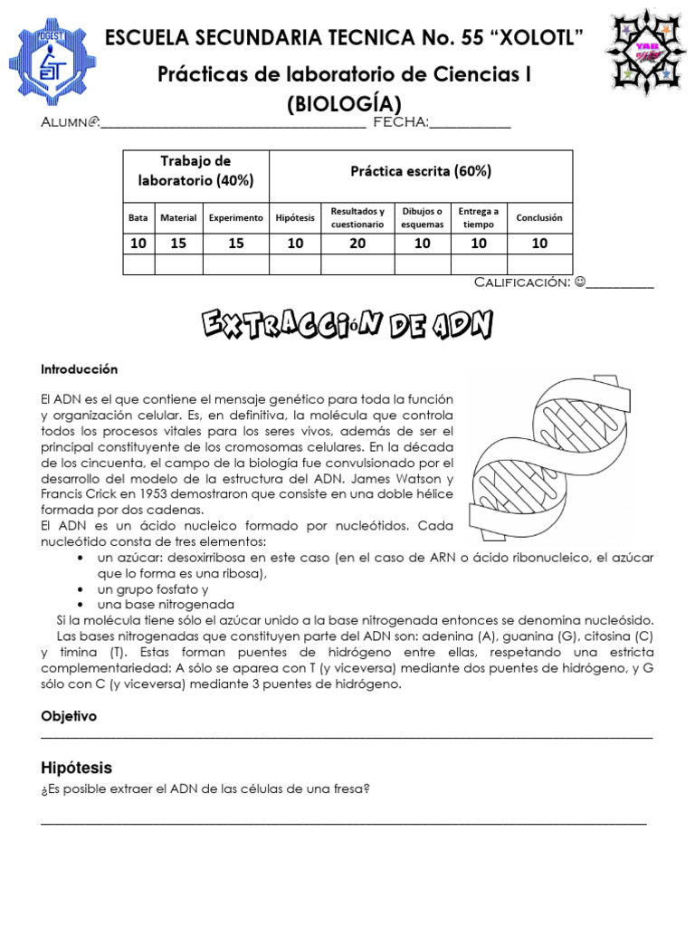 Extracción de ADN | PDF | Adn | Rna