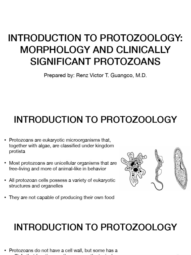 05 - Introduction To Protozoology, Protozoan Characteristics ...