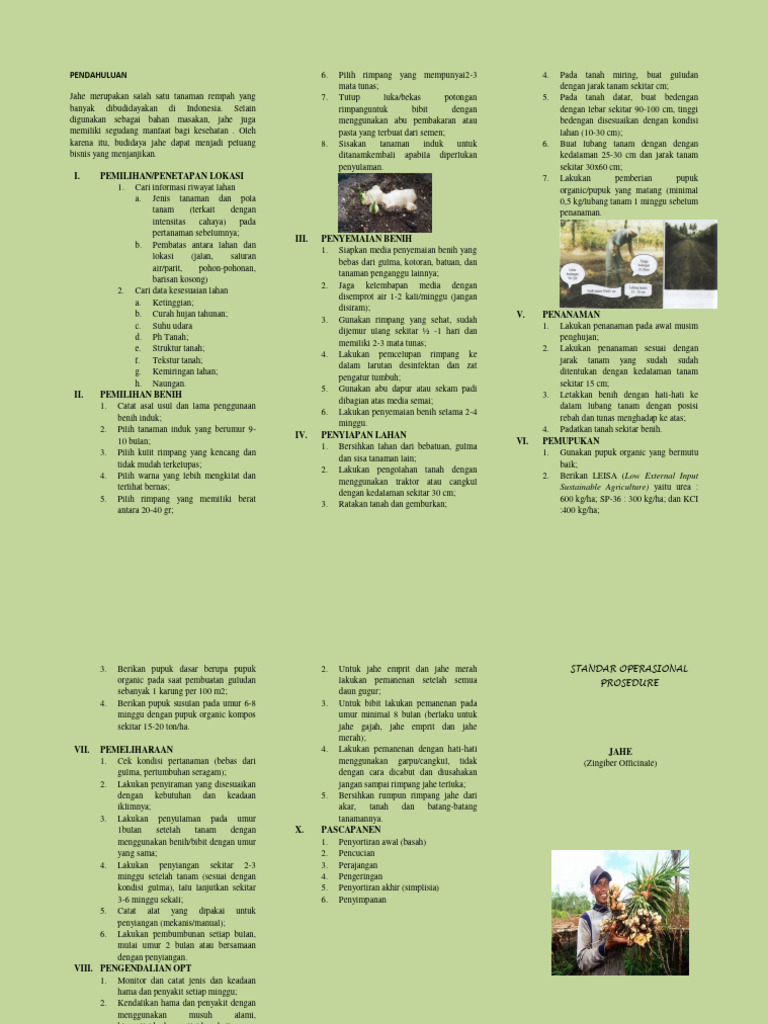 Panduan Budidaya Jahe Lengkap | PDF | Griya & Taman