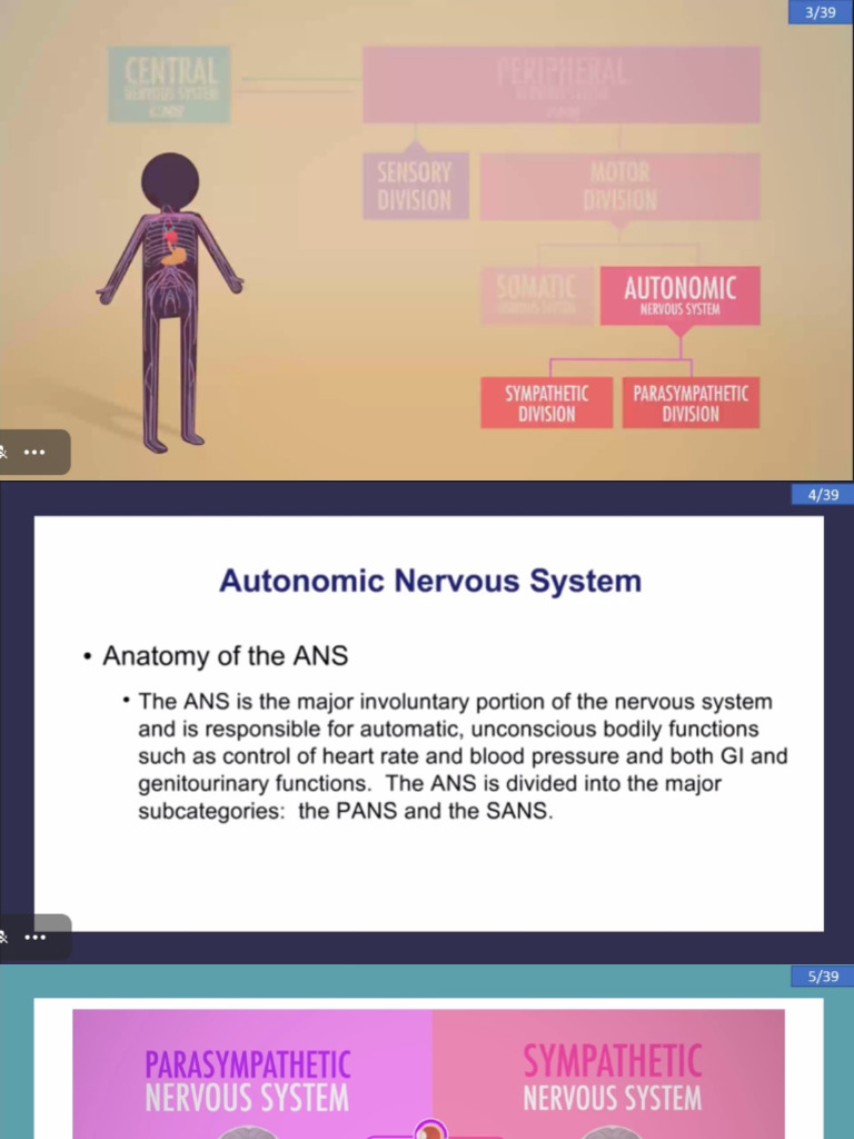 Autonomic Nervous System | PDF