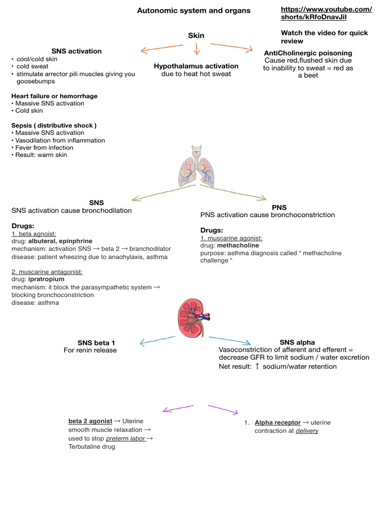 Autonomic System | PDF | Acetylcholine | Muscle