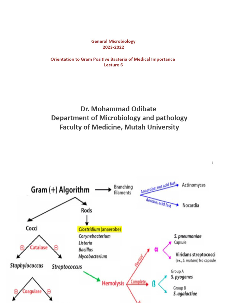 Gram-Positive Bacteria Overview | PDF | Gram Positive Bacteria ...