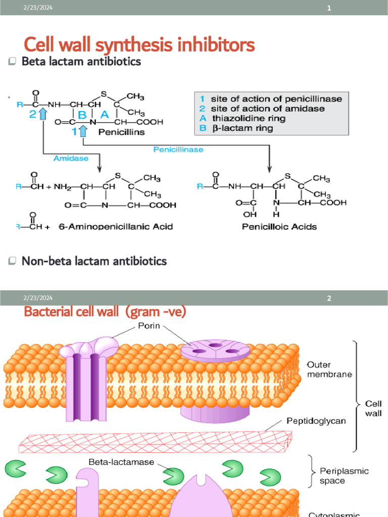 Ic. Cell Wall Synthesis Inhibitors | PDF | Penicillin | Beta Lactamase